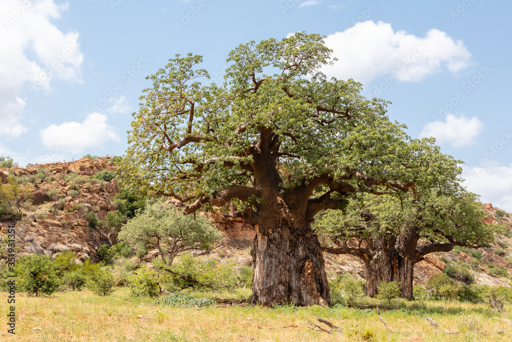 Two big baobab trees with leaves in Mapungubwe National Park in South ...