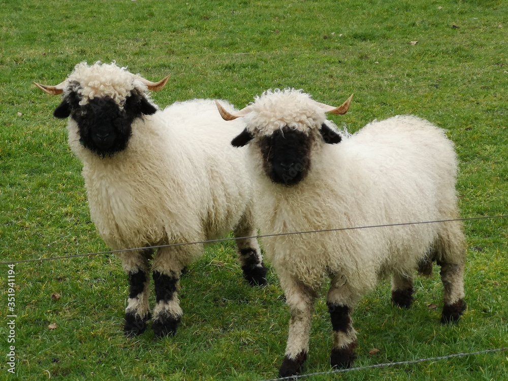 Two of white sheep with a black beak, nose and ears. Walliser ...
