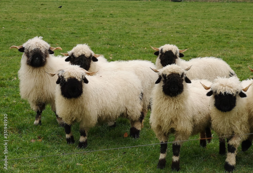 A herd of black nose sheep in the meadow. Walliser schwarznase. Photos ...