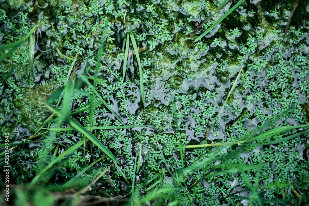 Small aquatic plants floating on water surface. Green swamp algae or ...