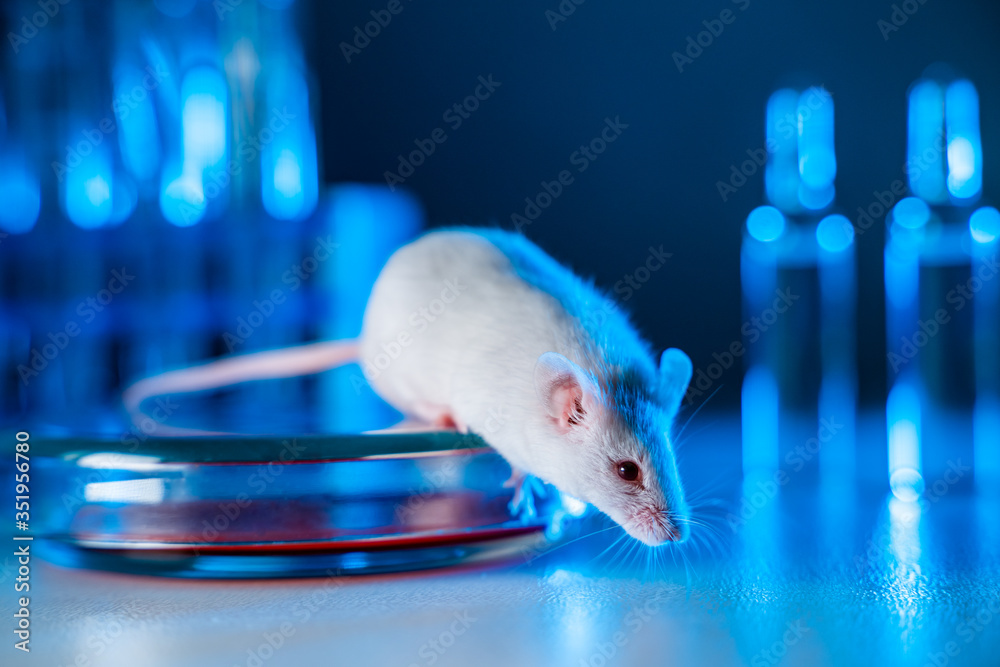 Animal testing in laboratory. rat in blue laboratorym animal ...