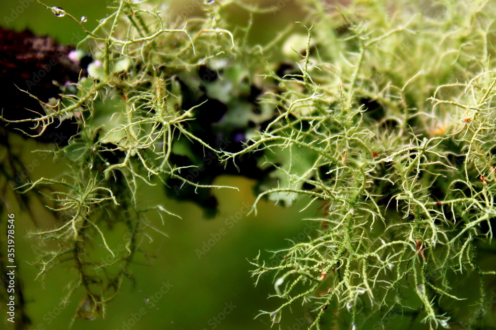 Lichen closeup ( Usnea Filipendula). Photo taken in the morning with ...