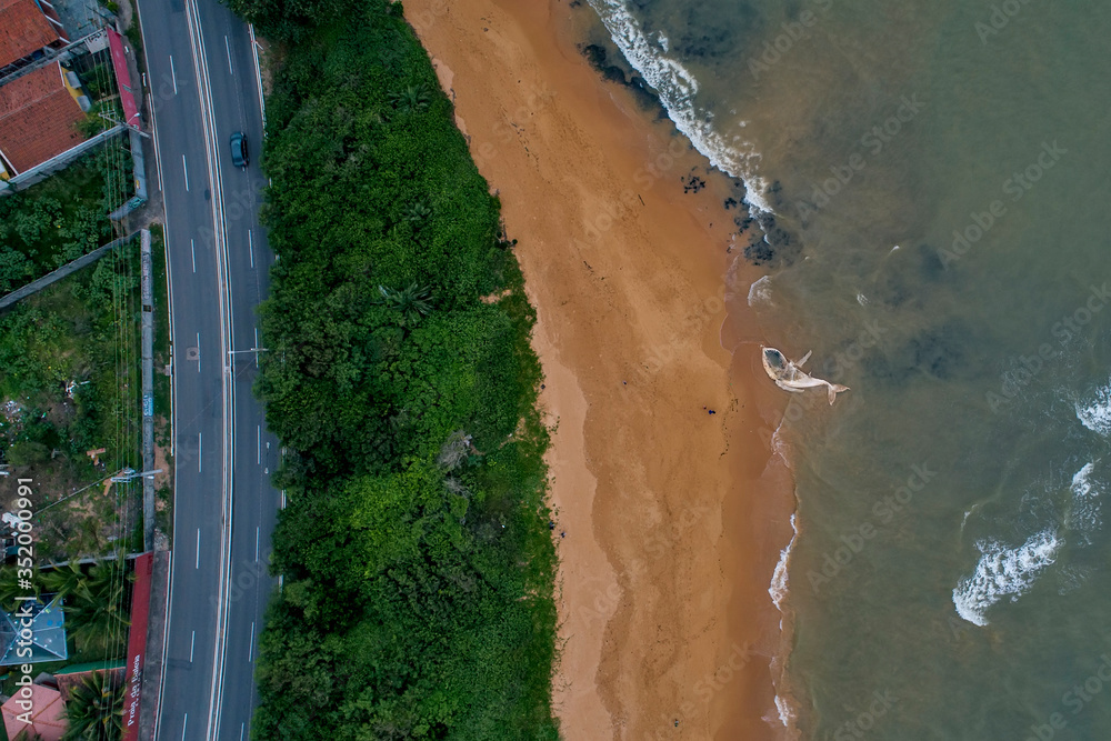 Stranded humpback whale photographed in Serra City, in Espirito Santo ...