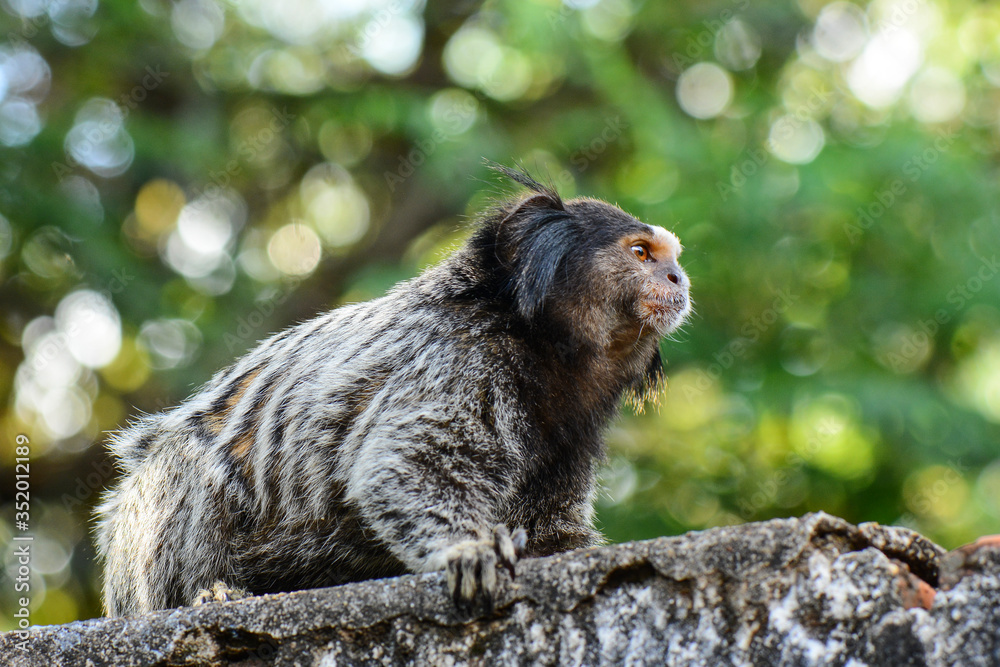 Penicillata Marmoset
