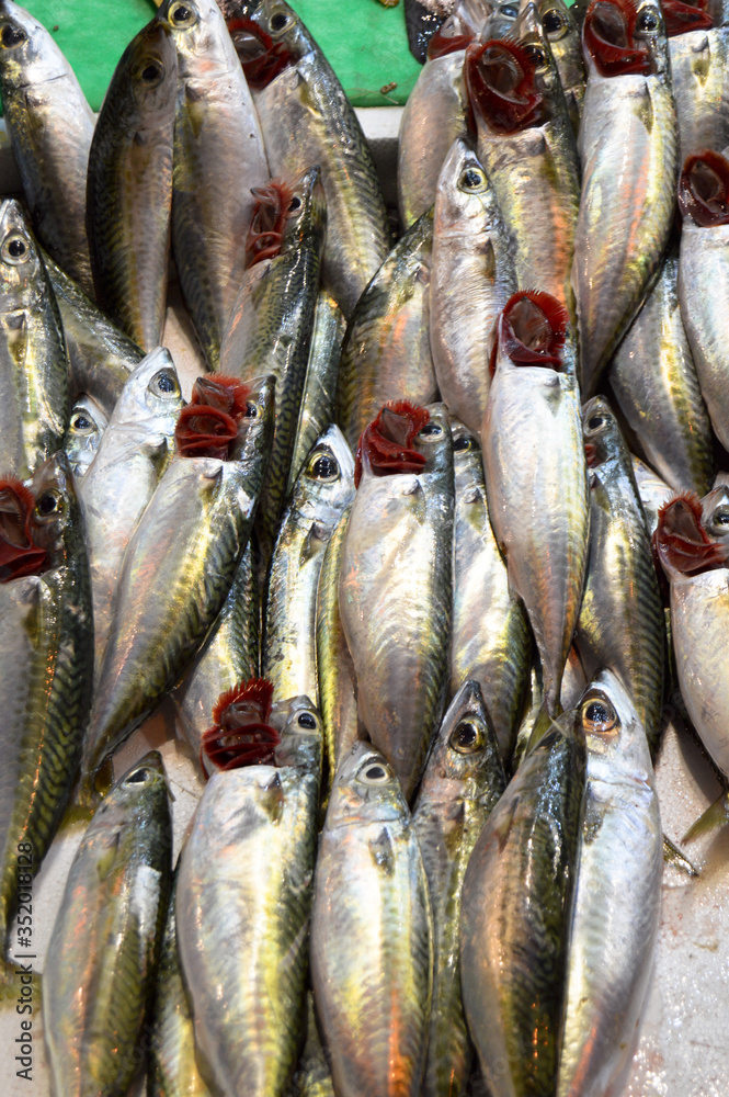 Clean fish are sold fresh at fish market, fresh mackerel fish, uskumru ...
