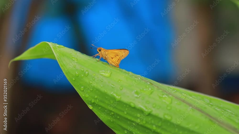 orange butterfly on nature background. Insect Animal. Potanthus is a ...