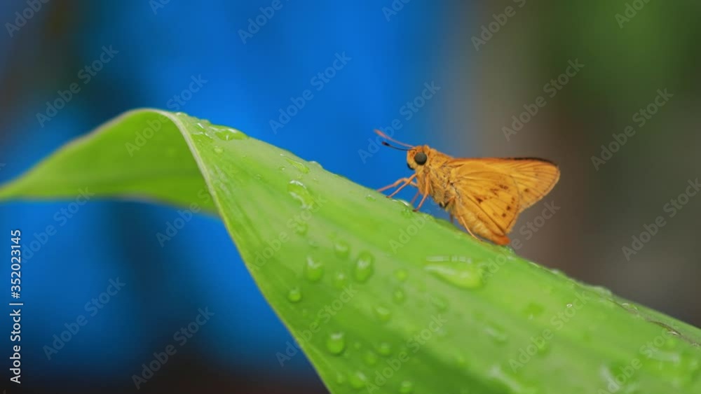 orange butterfly on nature background. Insect Animal. Potanthus is a ...