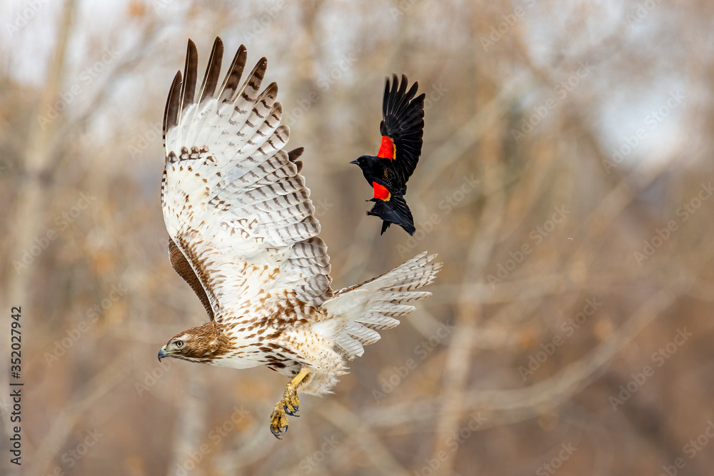 Juvenile Red-tailed hawk in flight attacked by Red winged black bird ...