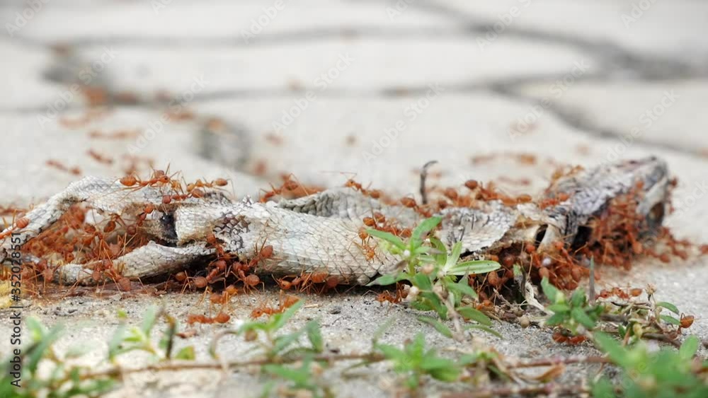 Vídeo do Stock: An anthill, a group of large red ants are tearing a ...