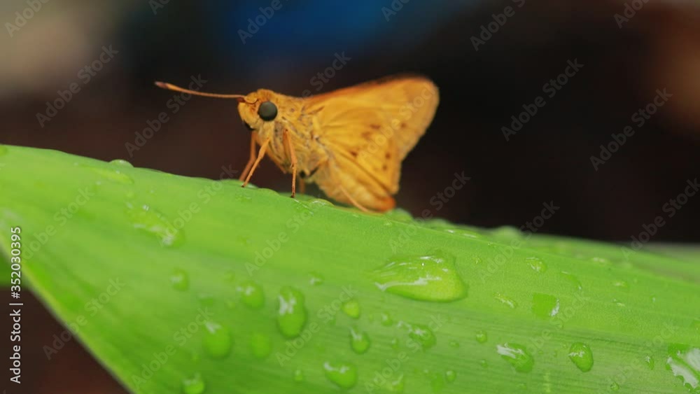 orange butterfly on nature background. Insect Animal. Potanthus is a ...