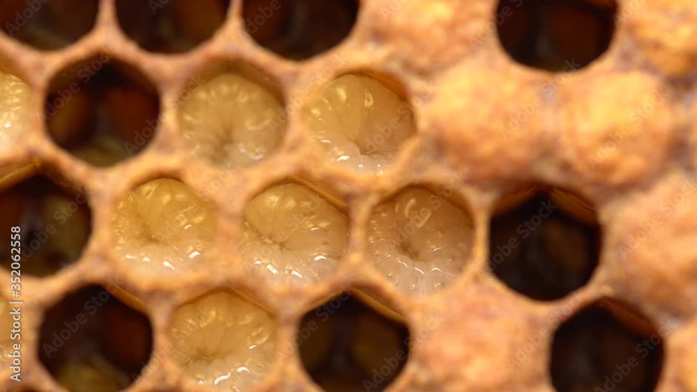 Beekeeping (or apiculture). The Honey Bee, beehive. Worker-made cells where the eggs, larvae and ...