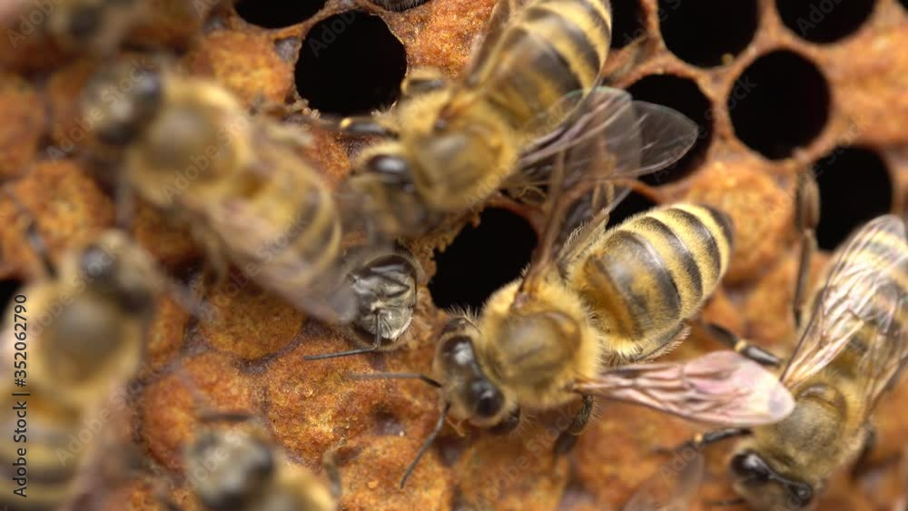 Honey Bee Brood. Brood care. The Birth of a Bee. Worker bee emerging ...