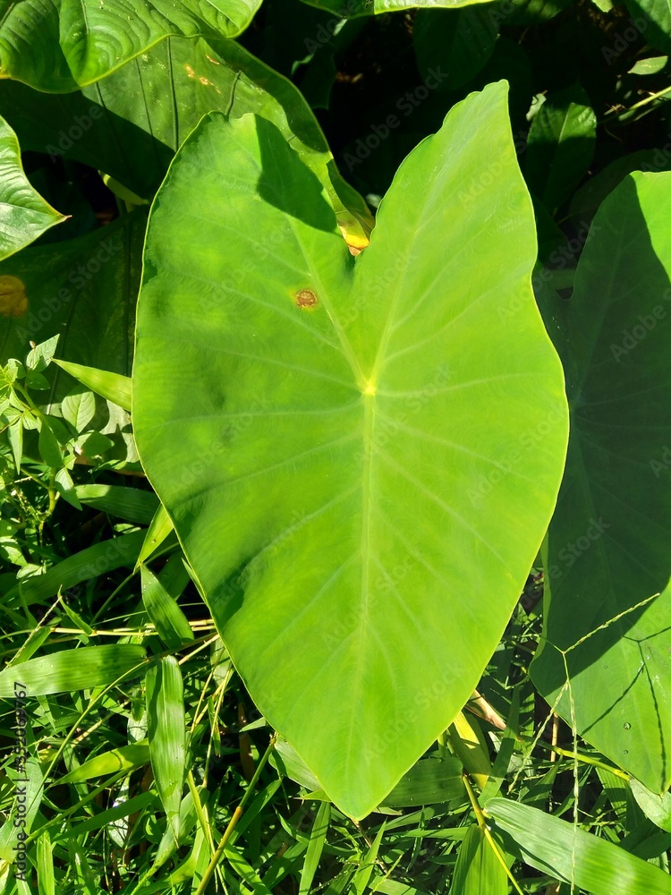 close up Taro leaves (Colocasia esculenta, talas) with natural ...