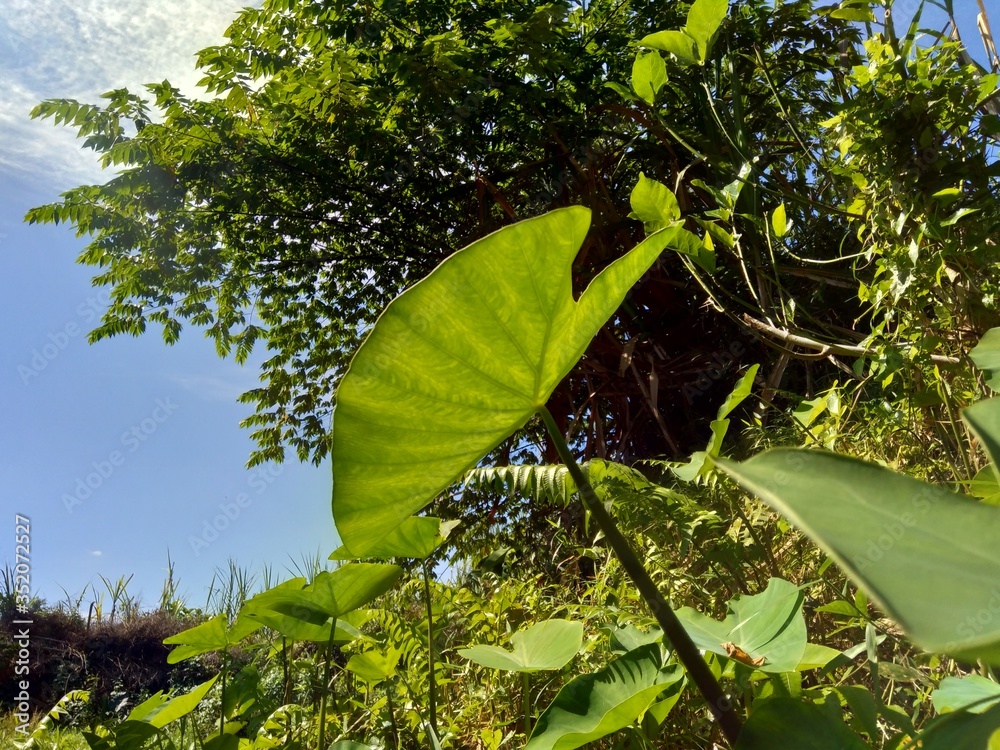 close up Taro leaves (Colocasia esculenta, talas) with natural ...