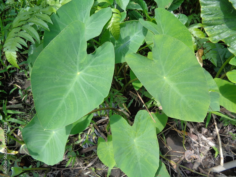 close up Taro leaves (Colocasia esculenta, talas) with natural ...