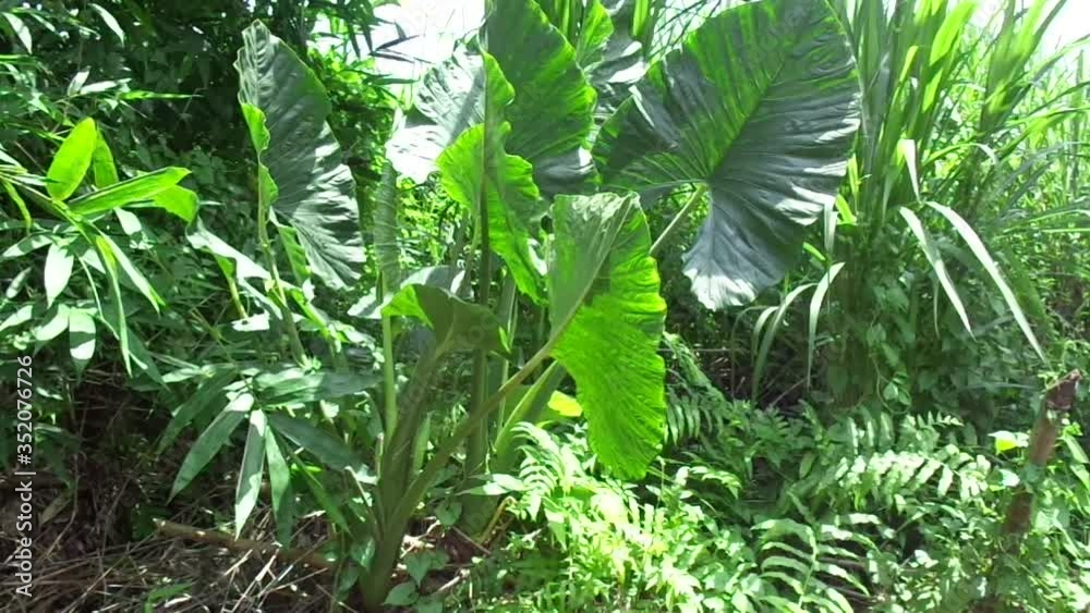 close up Taro leaves (Colocasia esculenta, talas) with natural ...