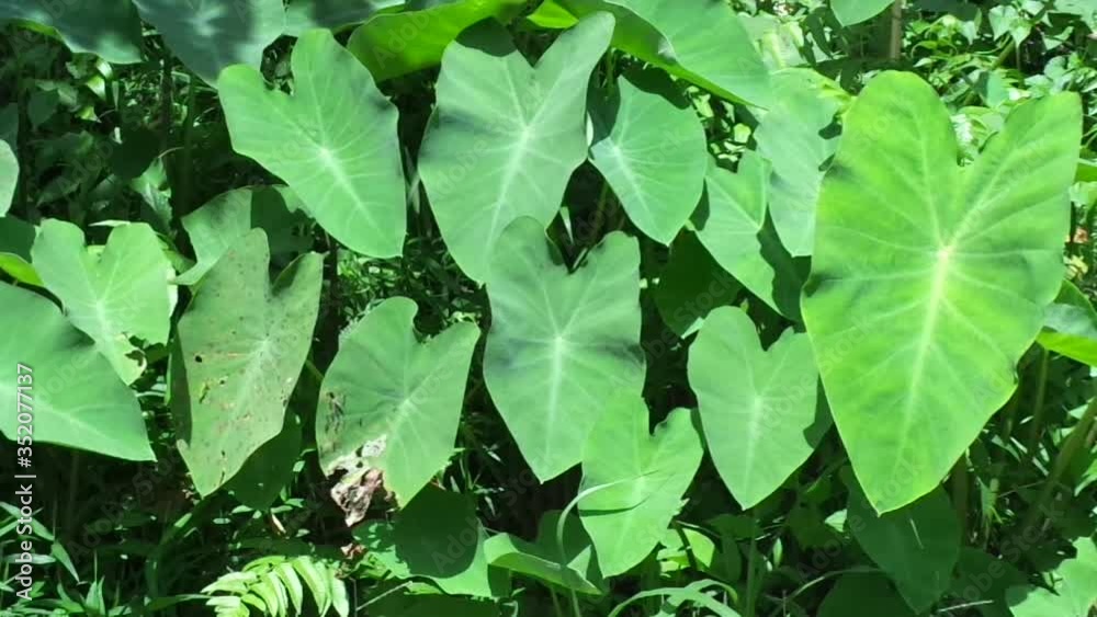 close up Taro leaves (Colocasia esculenta, talas) with natural ...