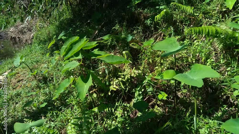 close up Taro leaves (Colocasia esculenta, talas) with natural ...