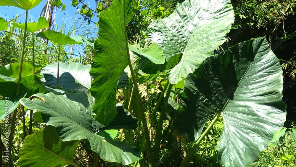 close up Taro leaves (Colocasia esculenta, talas) with natural ...
