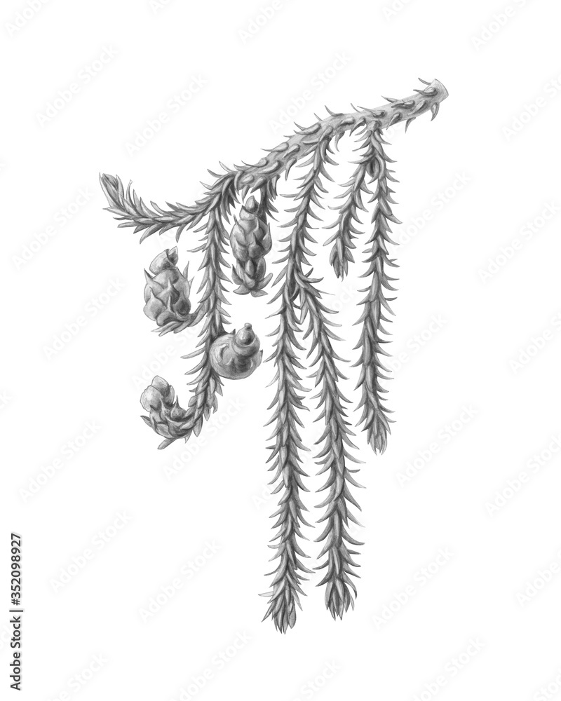 Rimu Tree Pencil Illustration Isolated on White with Clipping Path ...
