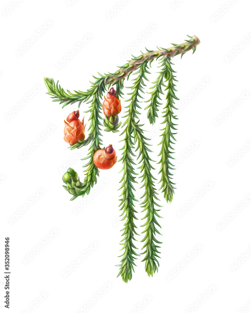 Rimu Tree Pencil Illustration Isolated on White with Clipping Path ...