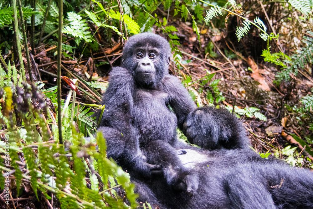 The mountain gorilla (Gorilla beringei beringei) is a subspecies of ...
