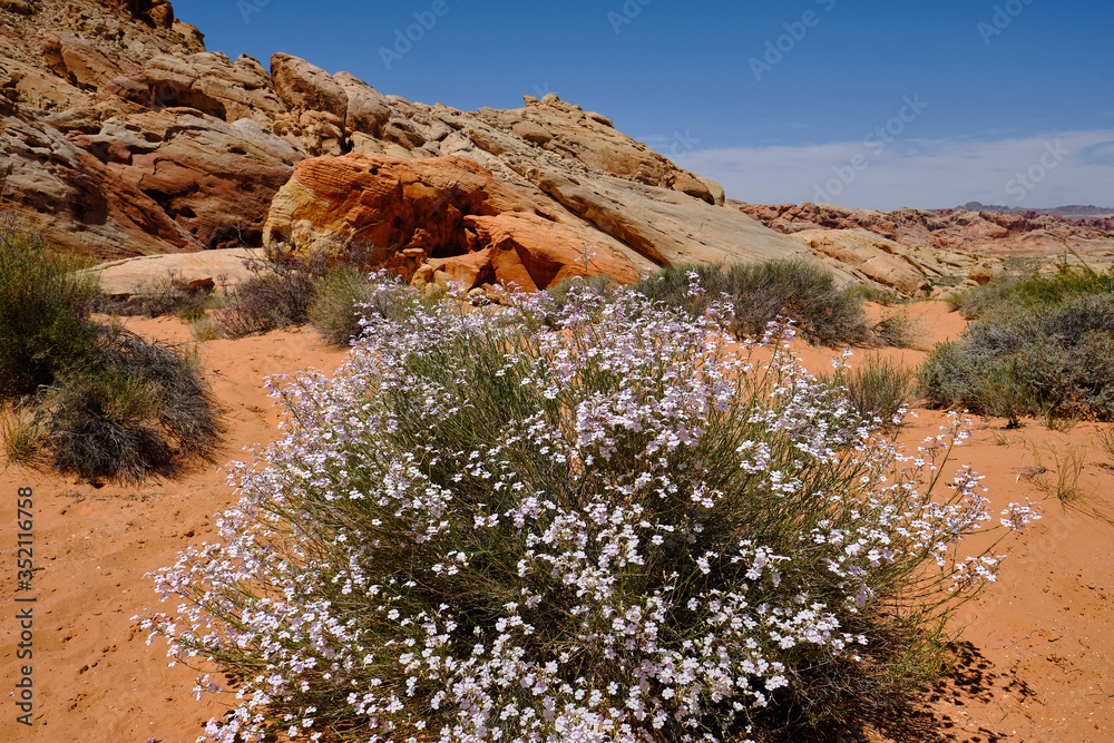 Wildflowers bloom in the arid but colorful Nevada desert Stock Photo ...