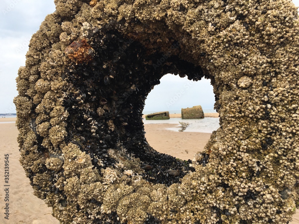 Barnacles On Circular Structure At Beach Stock Photo | Adobe Stock