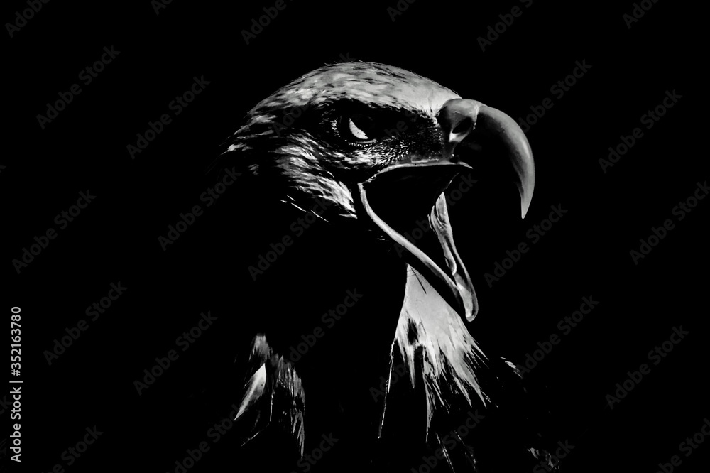 The head of a bald eagle in black and white with high contrast. The ...