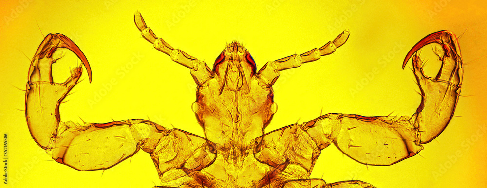 Poster Human louse (Pediculus humanus Linnaeus, 1758) head and anterior ...