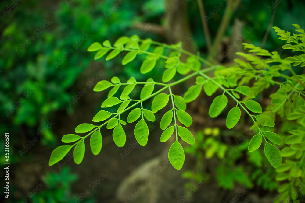 Natural Moringa leaves Tree Green Background. Stock Photo | Adobe Stock