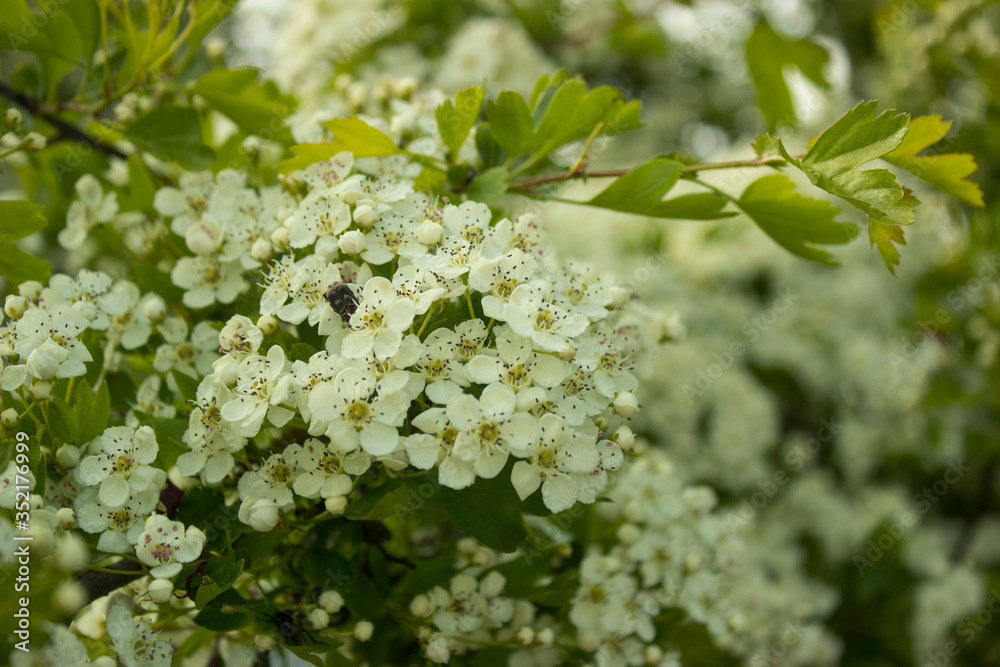 Beautiful Hawthorn blossom, close-up. Flowers of Midland hawthorn ...