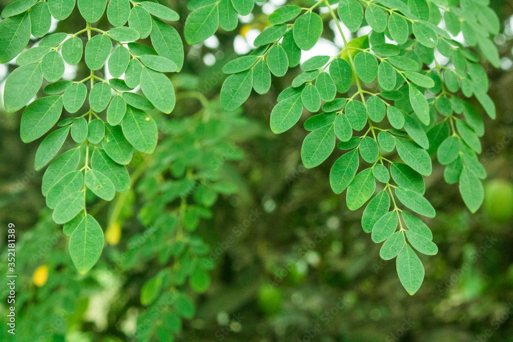Natural Moringa leaves Green Background. Stock Photo | Adobe Stock