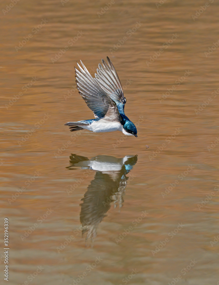 Tree Swallow on Target - A tree swallow dives to the water surface to ...