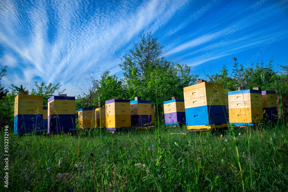 Eco-friendly apiary. An apiary where ecologically clean honey and other ...