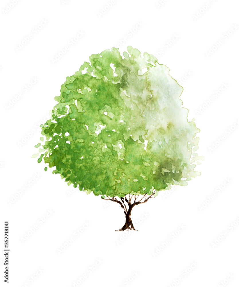 Green tree with leaves. Hand drawn watercolor painting, isolate on ...