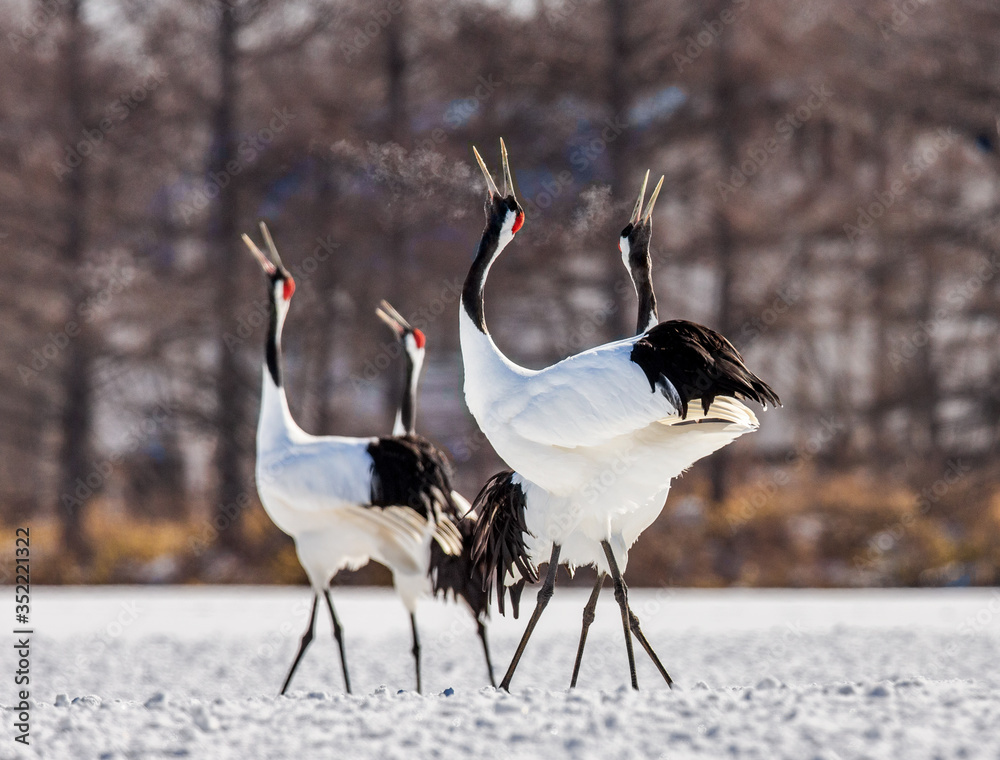 Group of Japanese cranes are walking together in the snow and scream ...