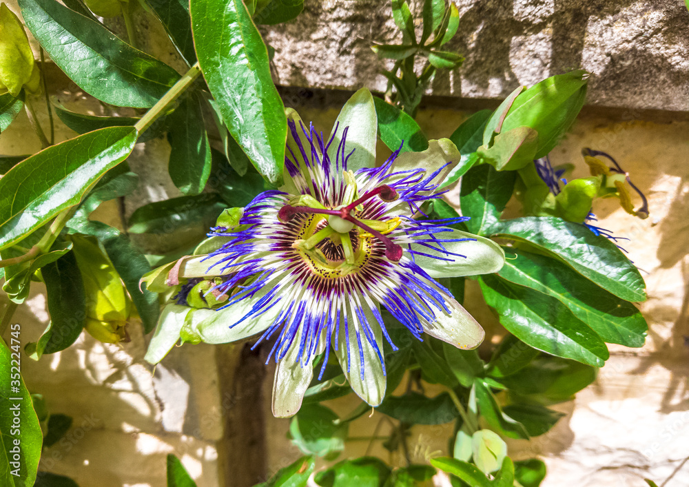 Beautiful exotic passiflora flower close-up. Blooming pasiflora, green ...