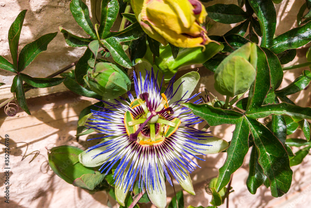 Beautiful exotic passiflora flower close-up. Blooming pasiflora, green ...