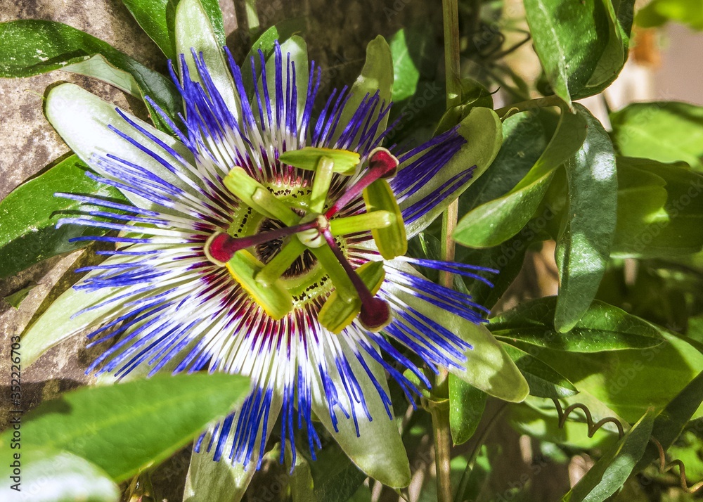 Beautiful exotic passiflora flower close-up. Blooming pasiflora, green ...