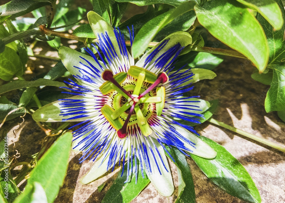 Beautiful exotic passiflora flower close-up. Blooming pasiflora, green ...