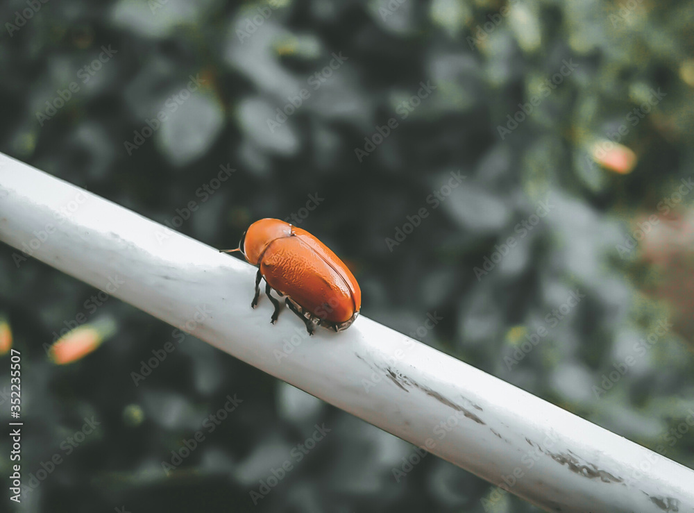 Hazel Pot Beetle a rare Beetle, Hazel Pot Beetle in burnt orange color ...