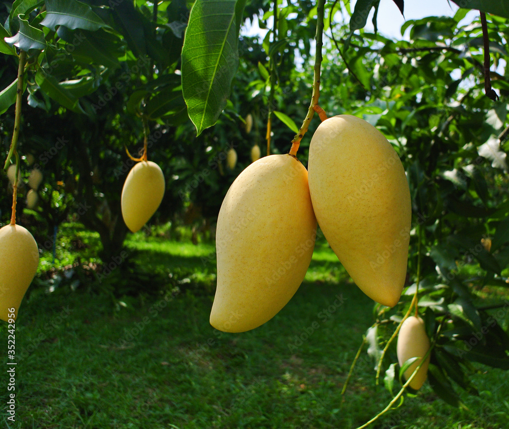 fresh twin mango hanging from a mango tree in the garden.Yellow fruits ...