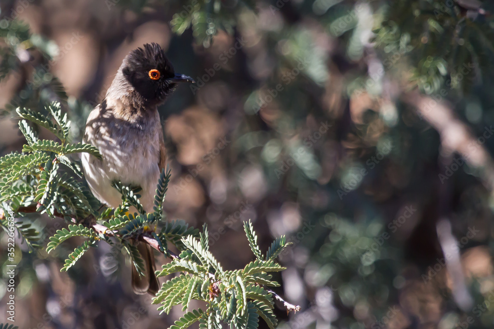 African Red-eyed Bulbul (Pycnonotus nigricans) Perched in a Tree in the ...