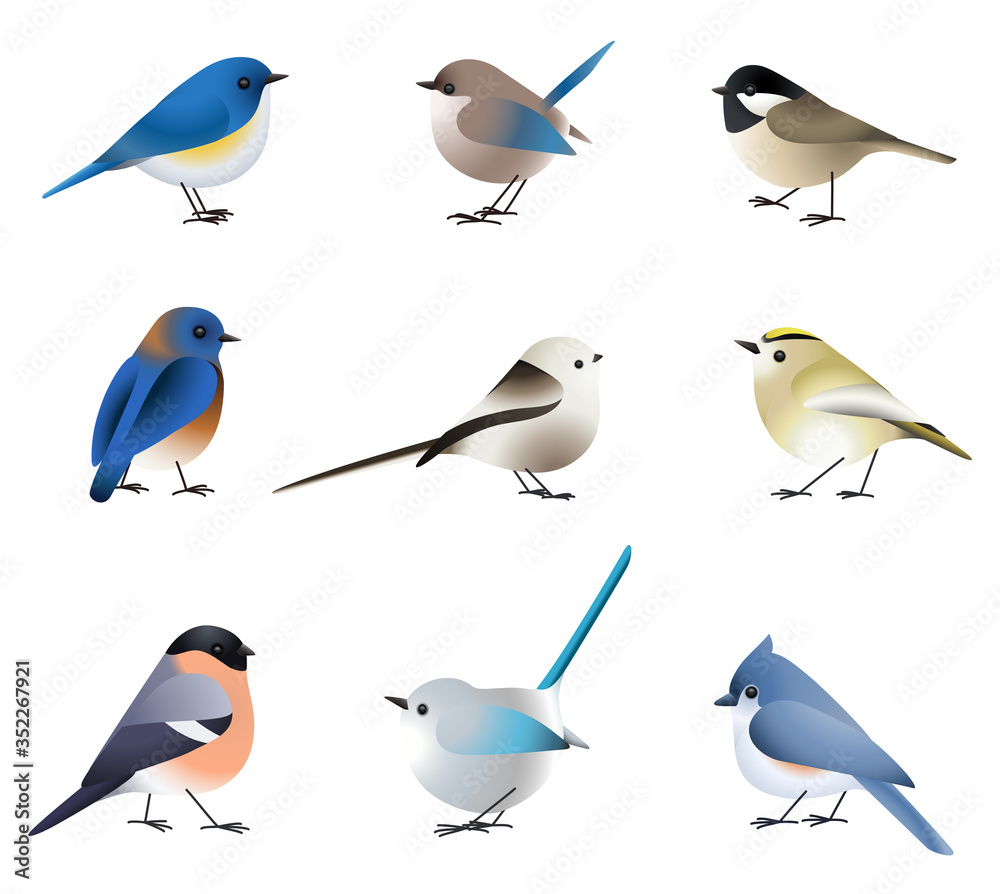 Vector set of wild colorful birds Stock Vector | Adobe Stock