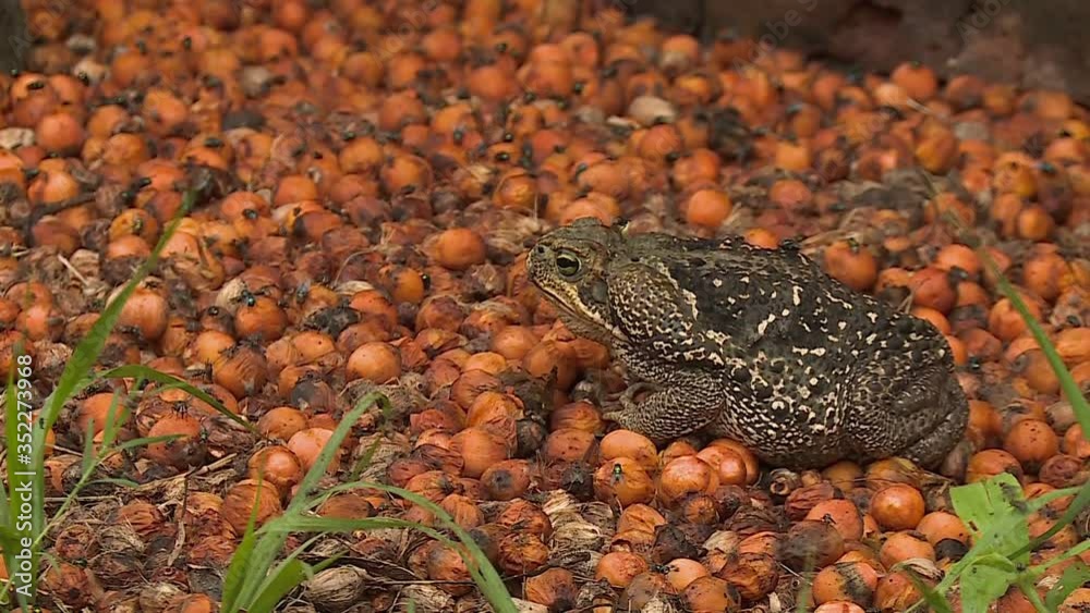 Amphibian Feast: A Large Toad Enjoys a Meal of Flies atop an Orange ...