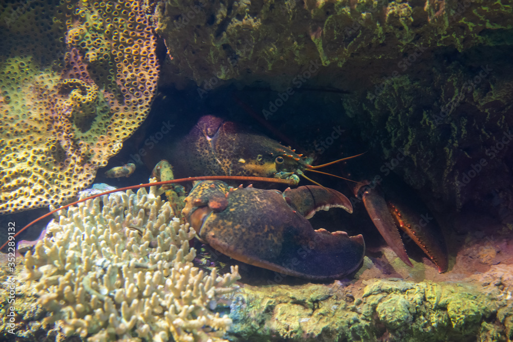 marine lobster crab in a reef aquarium, looking out from its cave Stock ...