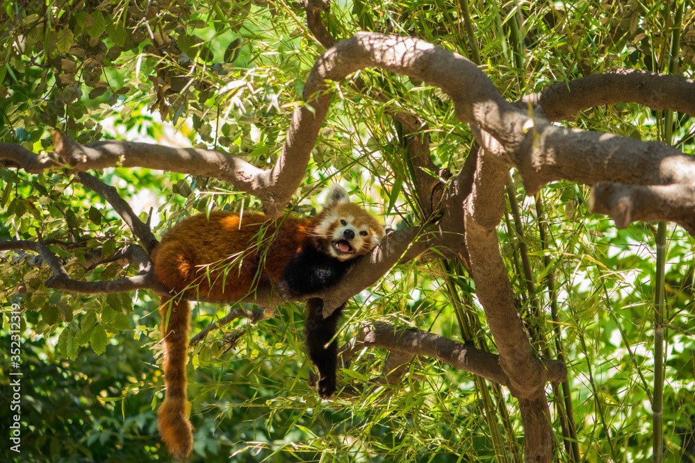 Red Panda lies on a tree branch at the Barcelona zoo. The red Panda ...