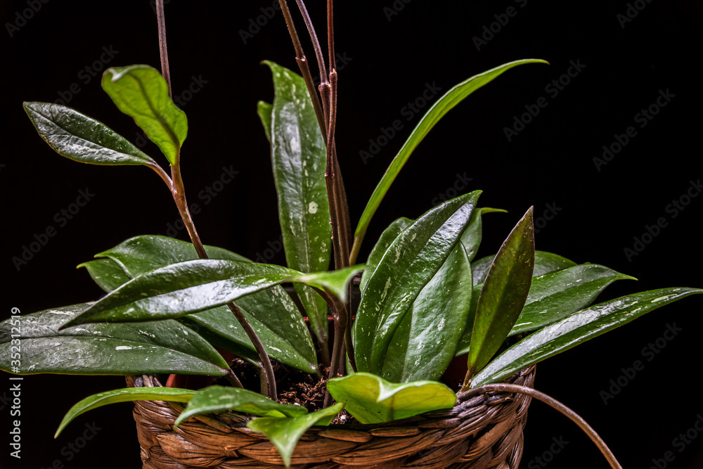 Foto de Wax plant (Hoya pubicalyx) - variegated foliage on an exotic ...