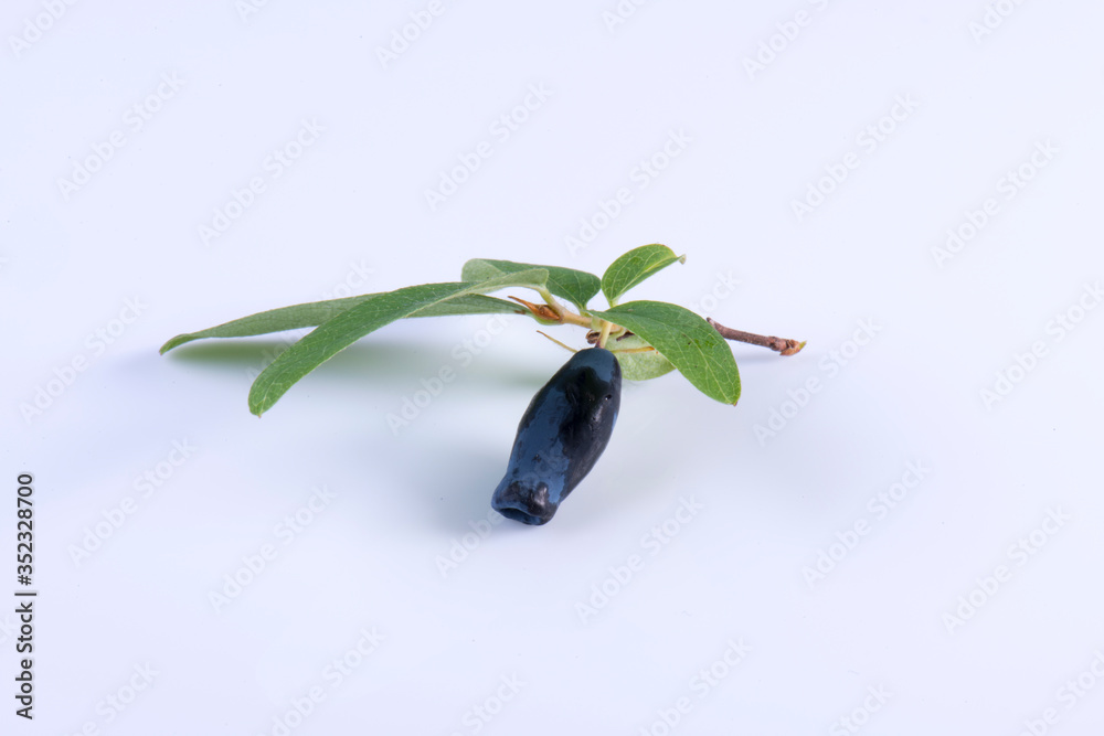 Blue honeysuckle (Lonicera caerulea var. edulis). Known also as ...